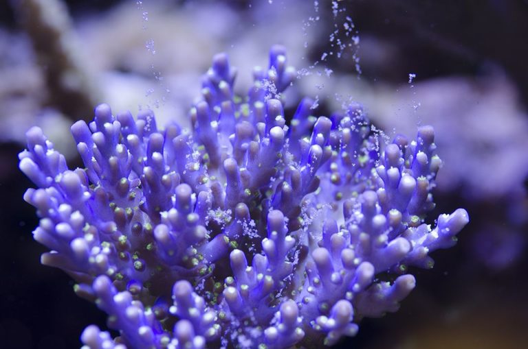 How to Lower Phosphates in Reef Tank - hygger