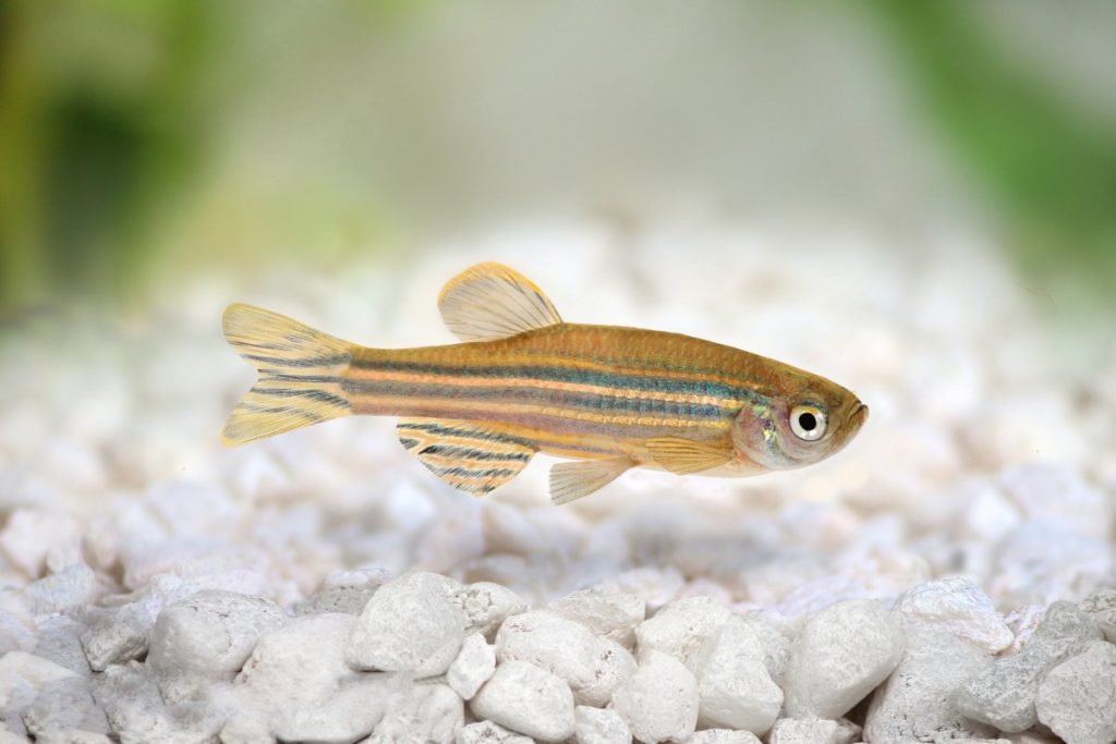 The secrets of zebrafish you may not know- hygger