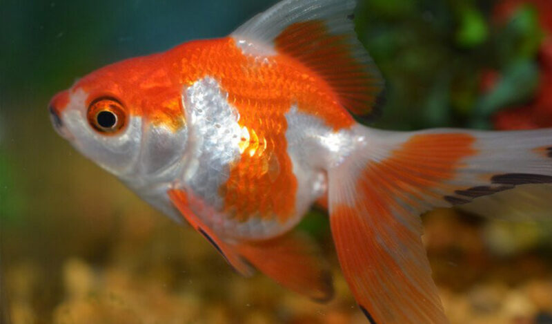 How to Treat Dropsy or Bloating in Fish - hygger