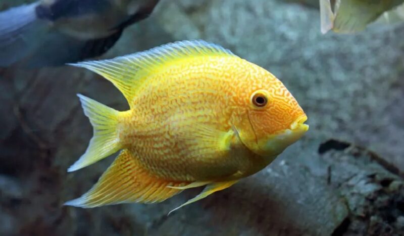 10 Semi-aggressive Freshwater Fish for Fish Aquarium-hygger