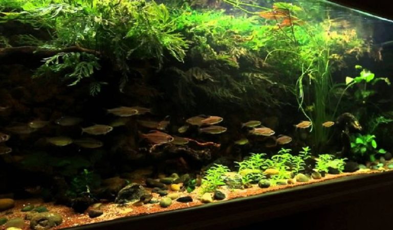 Biotope Aquarium Ideas for Tropical Freshwater Fish - Hygger