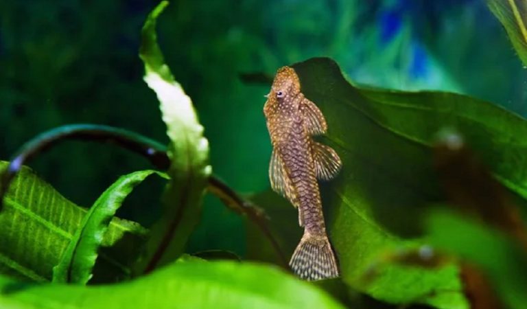 Biotope Aquarium Ideas for Tropical Freshwater Fish - Hygger
