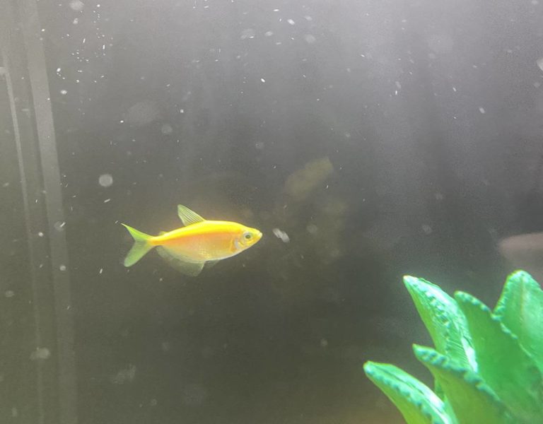 The Secret of Glofish – What Kind of Fish It Is - hygger