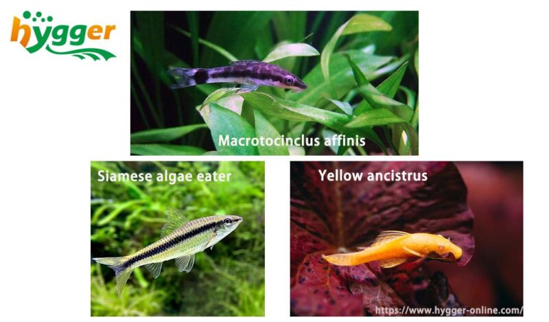 Cleaner Fish The Best Cleaner Fish for Freshwater - hygger