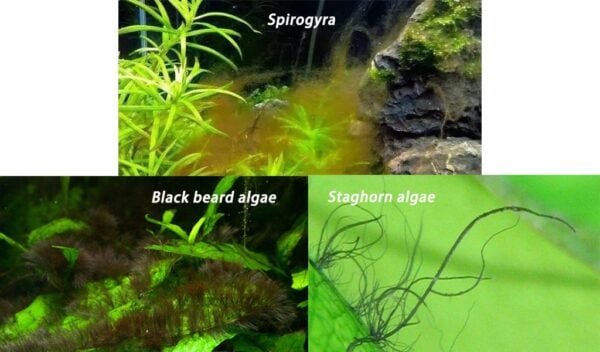 Common Algae in Freshwater Aquarium - hygger