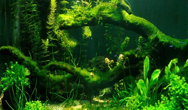 Common Algae in Freshwater Aquarium - hygger