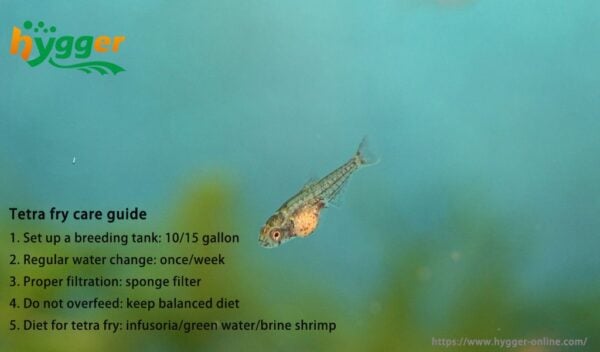 How To Make Tetra Fry Grow Quickly - hygger