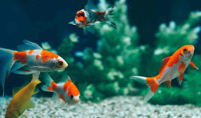 Calculate the Surface Area and Volume of Fish Tank - hygger