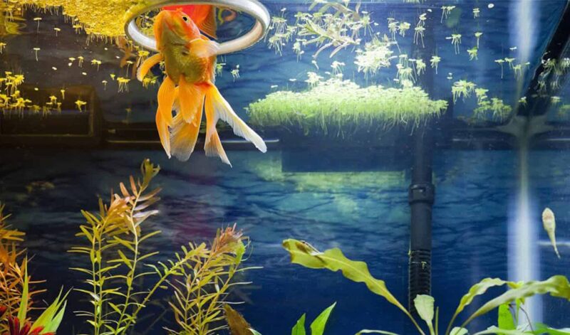 The Best Way to Control Duckweed in Aquariums - hygger