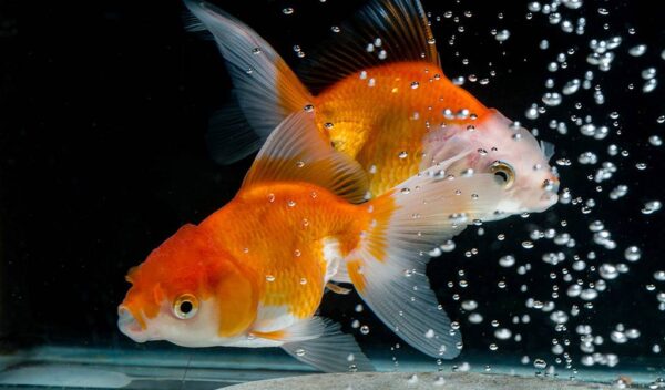 How to Know if Goldfish is Egg Belly or the Start of Bloat