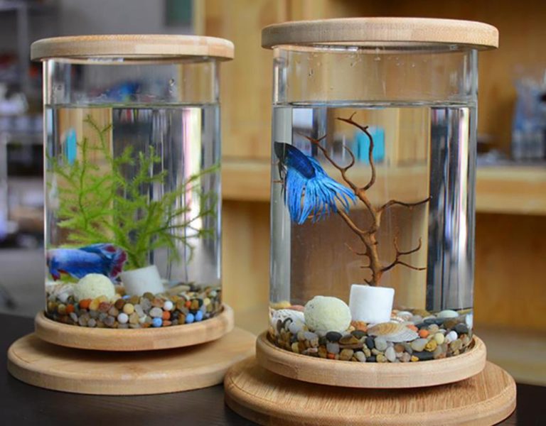 Is a Fish Bowl a Good Idea for Aquarium - hygger