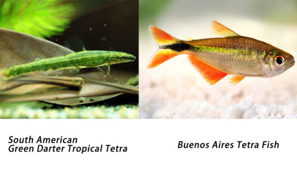 Most Popular Tetra Fish Types to Aquarists - hygger