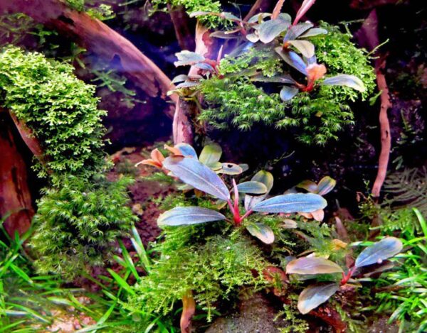 Practical Guide to Grow Bucephalandra Plant Emersed - hygger