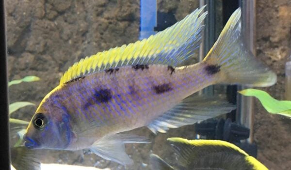Why is the Fish Getting Thinner and Thinner - hygger