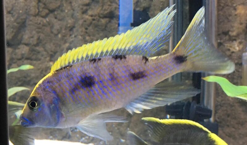 Why is the Fish Getting Thinner and Thinner - hygger