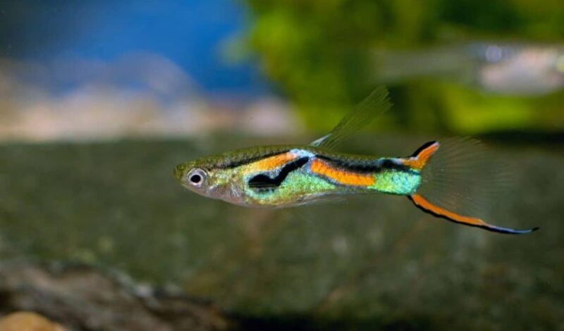 Why is the Fish Getting Thinner and Thinner - hygger