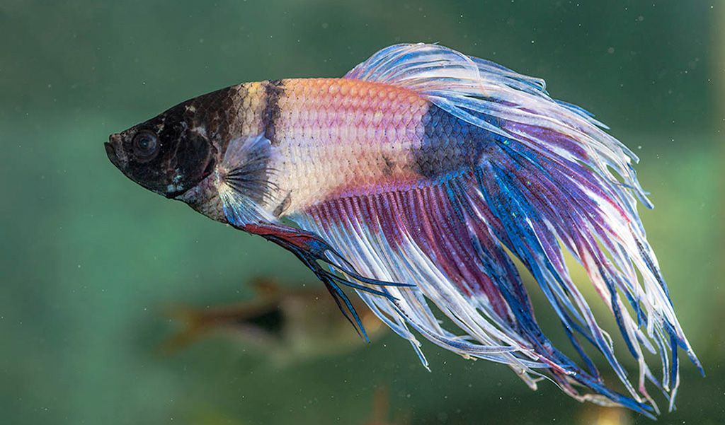 Fish Diseases – Fin Rot Betta Treatment - hygger Fish Diseases – Fin Rot Betta Treatment - hygger