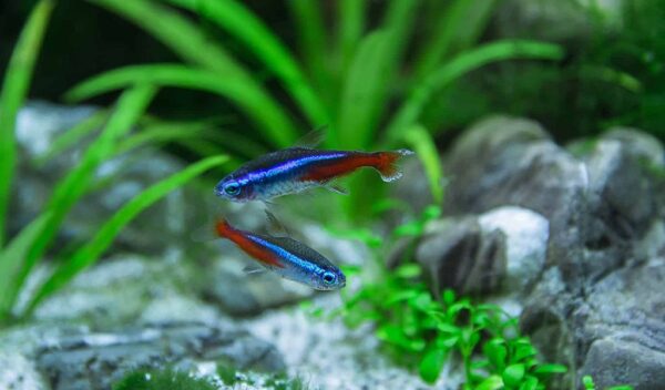 How Do You Care for a Neon Tetra Fish Tank - hygger