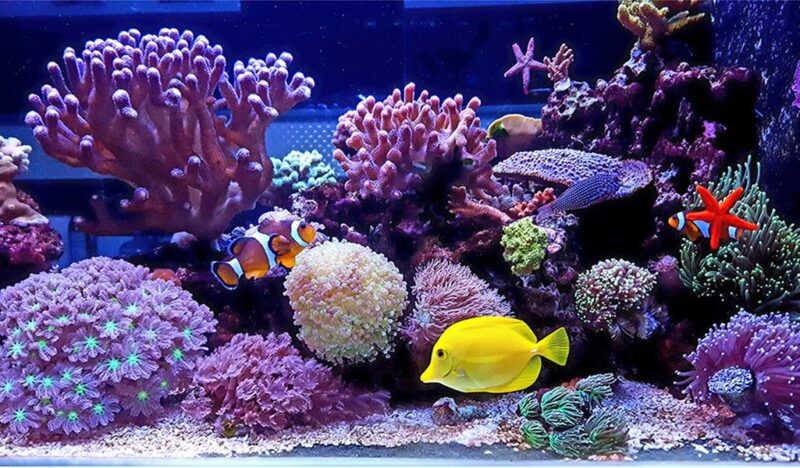 Successful Fishkeeping – Tropical Fish Care Guides - hygger