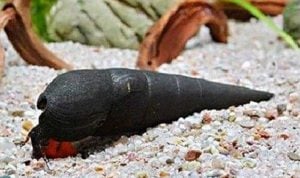 Cleaner Snail Profile – Types of Aquarium Snails - hygger