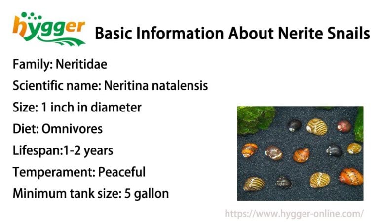 Nerite Snails Guide – Favorite Nano Algae Eater - hygger