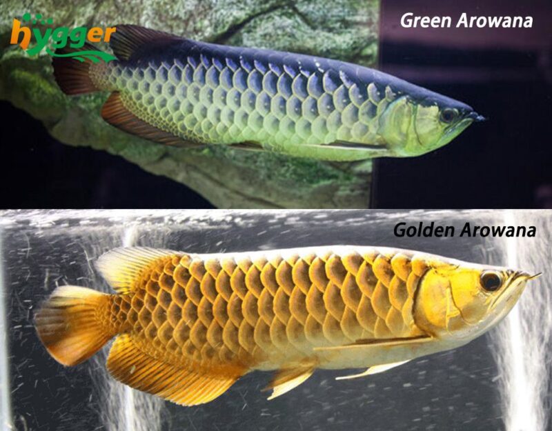 Fish Profiles - Arowana Fish Distribution and Types
