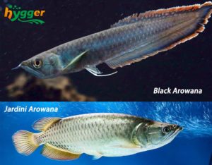 Fish Profiles - Arowana Fish Distribution and Types