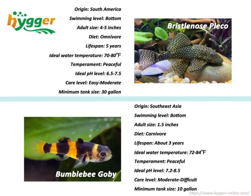 Top 10 Bottom Feeder Fish For Freshwater Tank - hygger