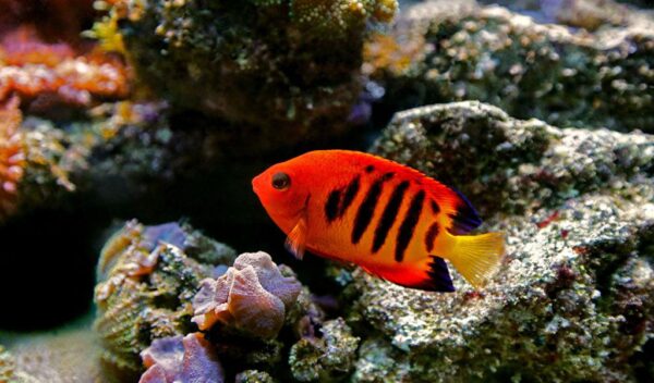 Bacterial Diseases Treatment For Fish in Aquariums - hygger