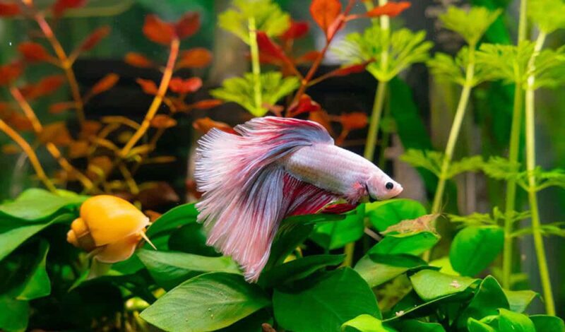 A Comprehensive Guide to Owning Your First Betta