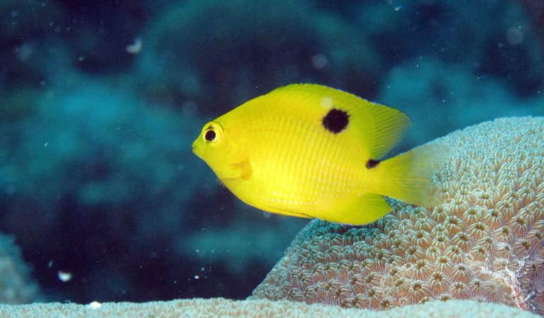 Fish Profile - Damselfish The Saltwater Fish for New Tank