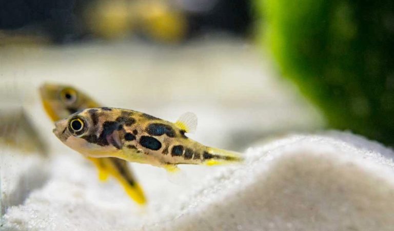 Fish Profiles – Tiny Mighty Pea Puffers Fish - hygger