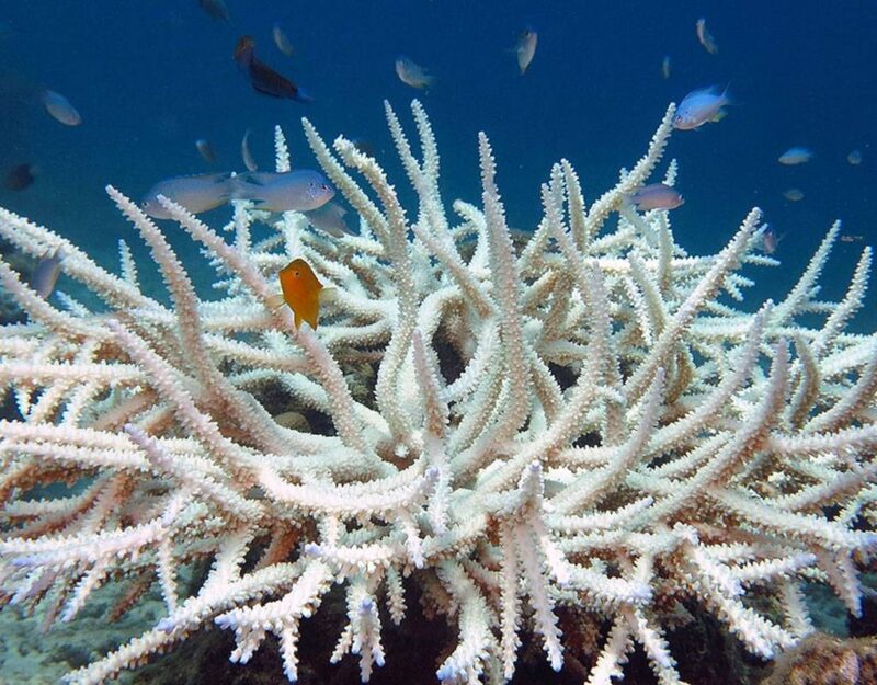 Common Coral Disease Outbreak And Treatment - hygger