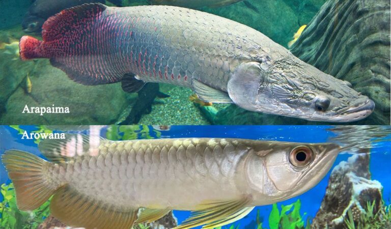 Fish Profiles - Arapaima Streamlined Freshwater Fish