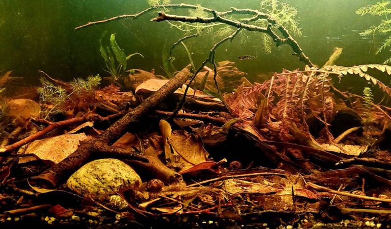 A Summary of Blackwater Aquarium - hygger