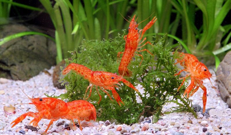 Freshwater Crustaceans Facts and Characteristics - hygger