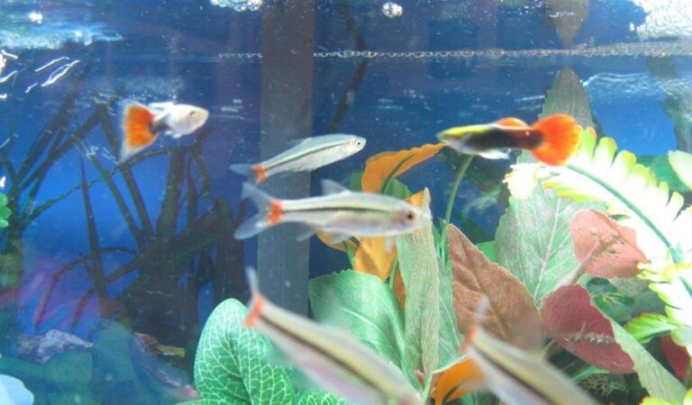 How to Set Up a Community Fish Aquarium - hygger