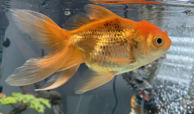 How to Treat Ammonia Poisoning in Fish - hygger