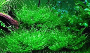What are Some Java Moss Care Tips - hygger