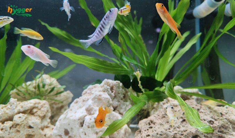Aquarium Warm Water Fish for a Hot Summer - hygger