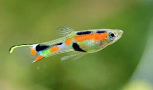 Aquarium Warm Water Fish for a Hot Summer - hygger