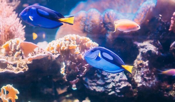 Building a Special Tank for Tang Fish - hygger