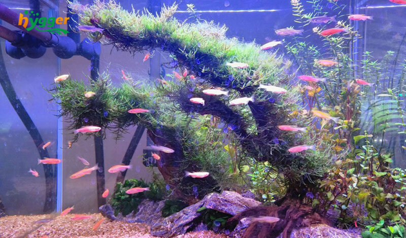 What should I Feed and Grow fish - hygger
