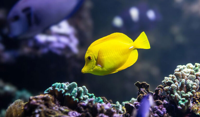 How to Take Care of Tang Fish in Tank - hygger