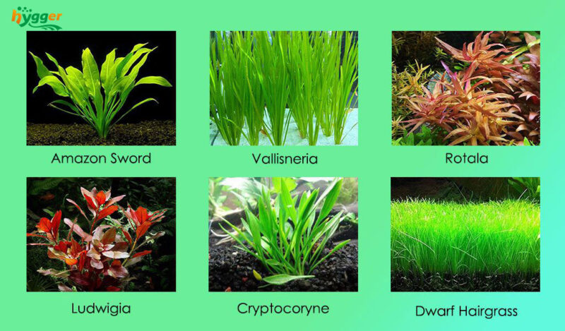 The High Light Plants for Home Aquarium - hygger
