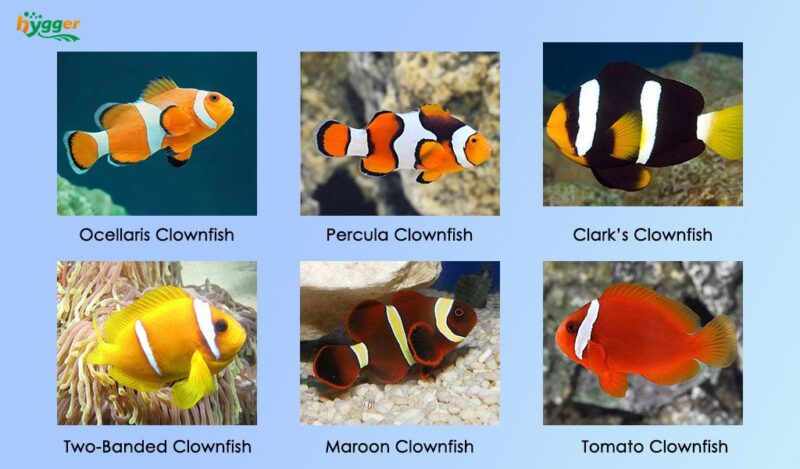 Finding out Facts about Nemo the Clownfish - hygger