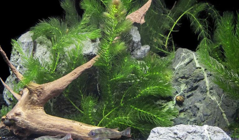 How to Plant Hornwort in Aquariums - hygger