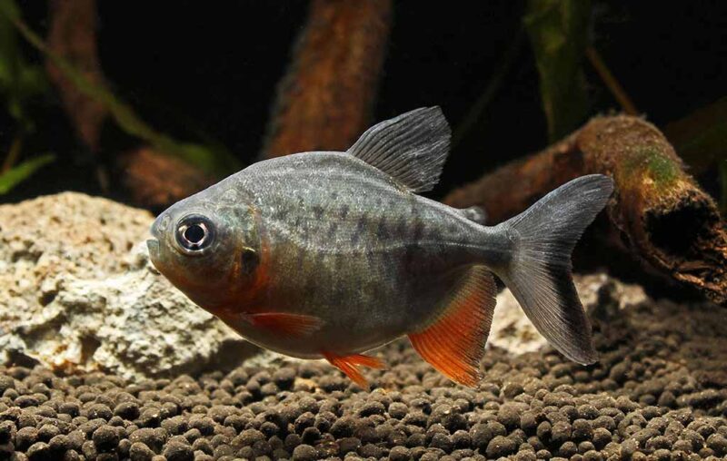 What Are Some Interesting Facts About Pacu Fish - hygger
