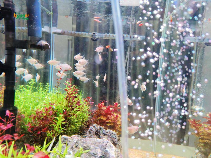 Aquarium Stock Level And Fish Calculator - hygger