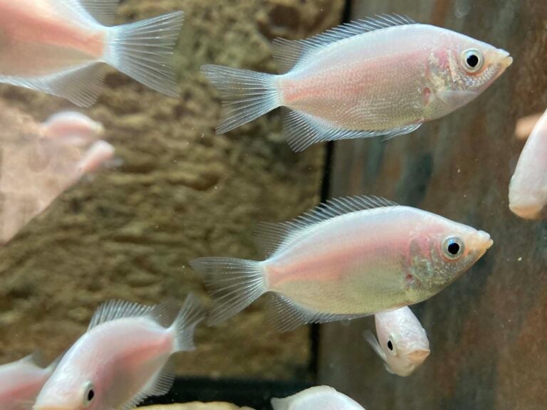 Fish Profile – Why Do Kissing Fish Kiss - hygger